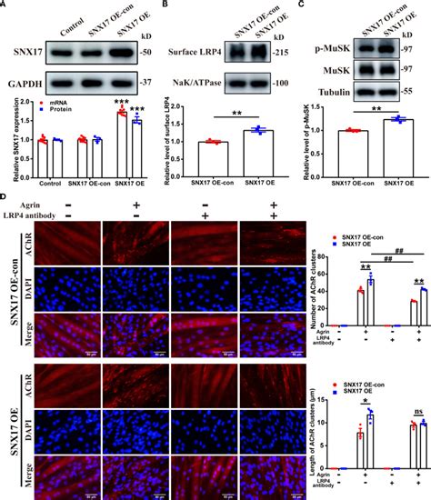 Sorting Nexin 17 Increases Low Density Lipoprotein Receptor Related Protein 4 Membrane