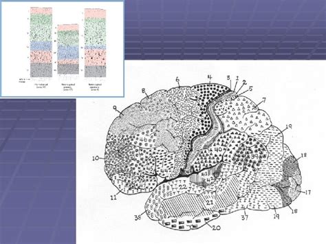 The Cerebral Cortex And Higher Intellectual Functions Allocortex