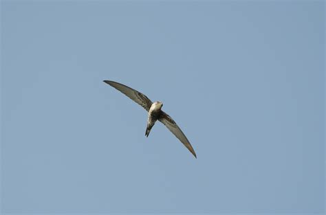 Fork Tailed Swift Ebirdr