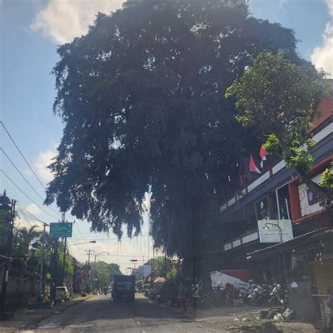 발리 맞춤투어 발리 맞춤 차량 투어 동부 남부 우붓 마이리얼트립