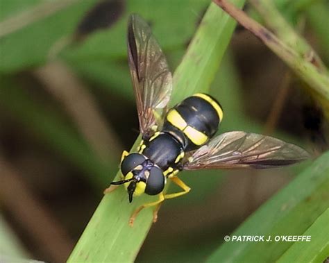 Raw Birds Two Banded Wasp Hoverfly [female] Chrysotoxum Bicinctum