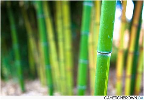 Bamboo Bike Build Part 1 Getting Jiggy With It Cameron Brown Blog