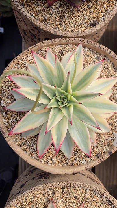 아띠아다육💘월드클래스 고백💘박혜경💘알림💘 알림설정💘 多肉植物 Succulent 다육식물 Plants 구독💘