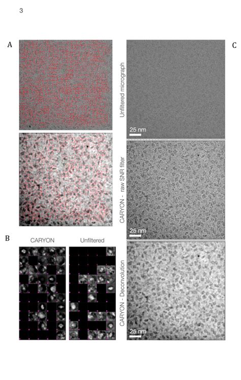 Caryon Images Improve Particle Picking And Classification In Single
