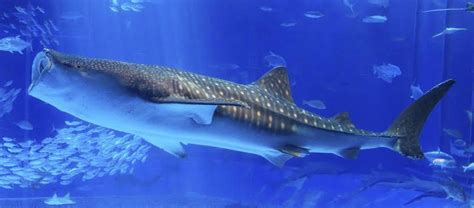 Whale Sharks See In Dark Due To Mutation Behind Blindness In Humans
