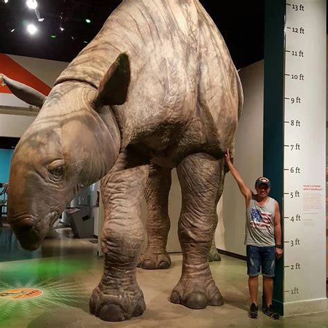The Ancestor Of The Rhinoceros Arte De Hielo Como Hacer Un