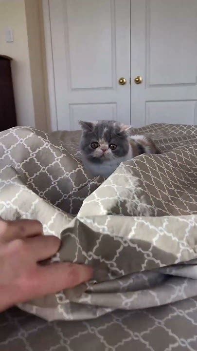Exotic Shorthair Dilute Calico Kittens Playing Exoticshorthair