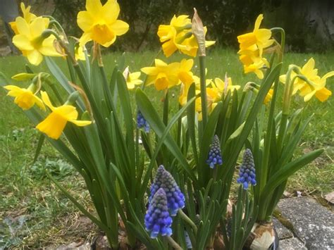 Daffodils Flowers Yellow St Andrews Zurich
