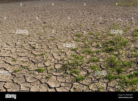 The Concept Of Environmental Restoration The Growth Of Seedlings On
