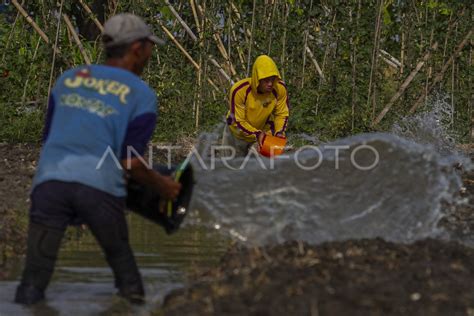 Nilai Tukar Petani Banten Meningkat ANTARA Foto