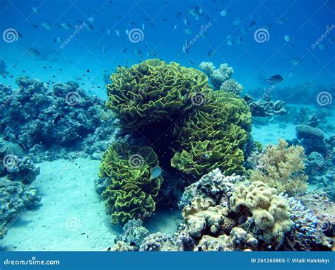 Beautiful Coral Reefs And Red Sea Kpral Gardens Stock Image Image Of