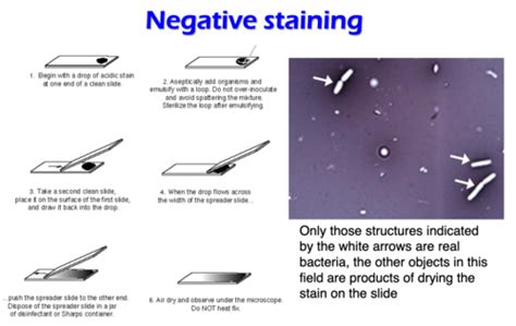 Exercise 6 Negative Stain Flashcards Quizlet