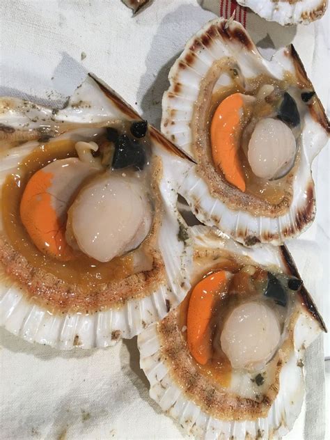 DÉGUSTATION DE NOIX DE SAINT JACQUES CUISINÉES AVEC AMOUR EN NORMANDIE