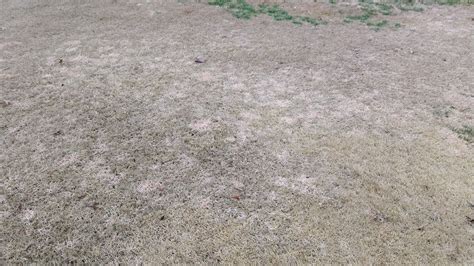 Spots In Dormant Bermuda Lawn Care Forum