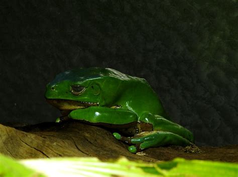 Treefrog By Irishlordofkerry On Deviantart
