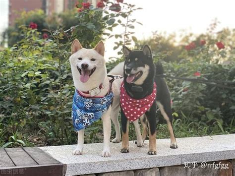越多人喜欢柴犬，中华田园犬越尴尬，为何田园犬会输？ 知乎