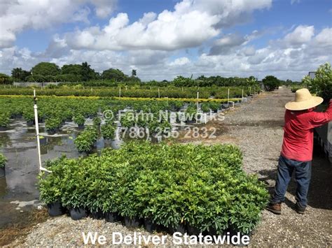Florida Tree Farms786 255 2832 We Deliver Clusia Plants Miami