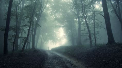 Download Dark Forest Hd Wallpaper