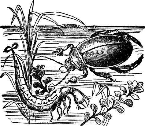 Great Diving Beetle Vintage Illustration 13710604 Vector Art At Vecteezy