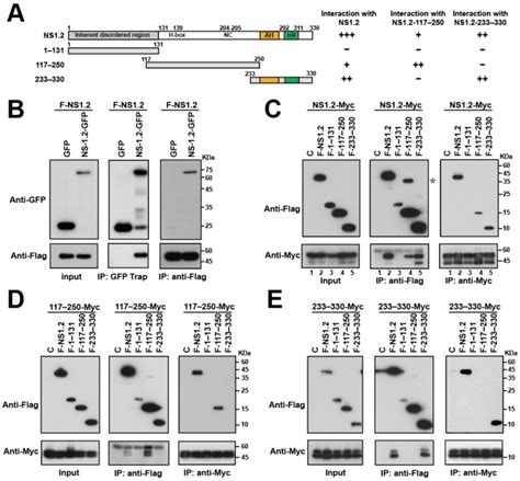 The Domain Involved In The Dimerization Oligomerization Of Ns 1 2 A