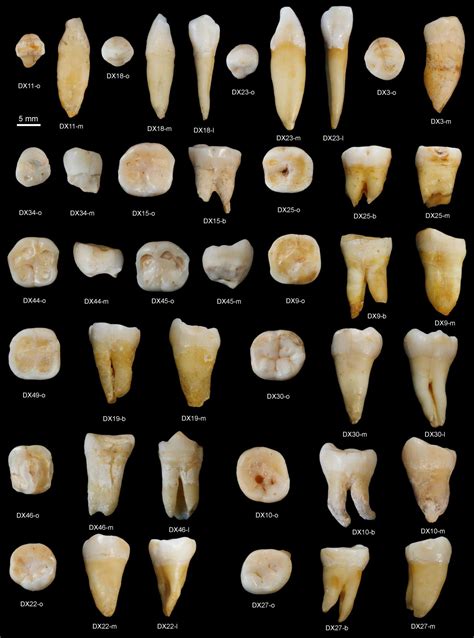China Fossil Teeth Discovery Reveals Humans Lived In Asia 80000 Years