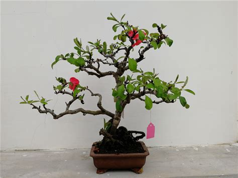 海棠花图片修剪 造型 盆景 大山谷图库