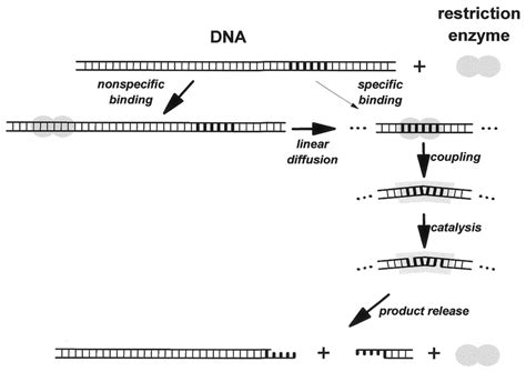 Schematic Illustration Of The Steps Involved In Dna Binding And