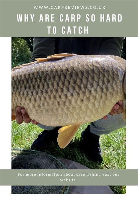 Pin On Carp Fishing Tips