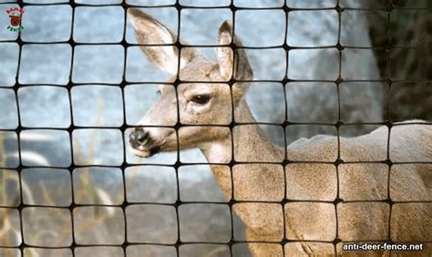 Anti Deer Netting Provides Environmental Benefits