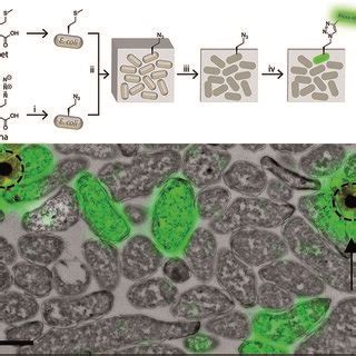 CLEM Imaging Of Bioorthogonal Tagged Sialylated Glycans In Jurkat