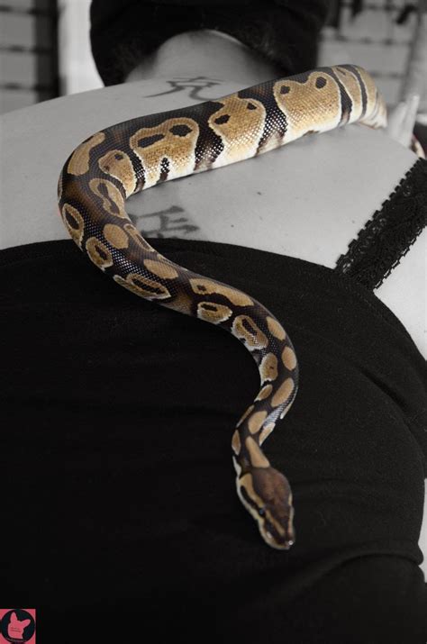 dickydackel blog Königs Python