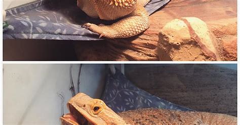 Thane Album On Imgur