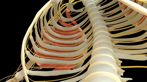 Serratusanteriormuscle Anatomy For Medical Concept 3d Rendering Stock