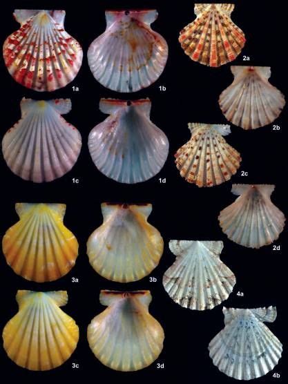 Paulo Kiyoshi Pectinoidea Bivalvia Propeamussiidae And Pectinidae