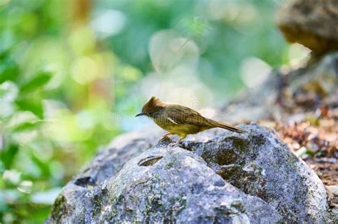 Wild Birds Living In The Forest Outdoors Stock Image Image Of Wild