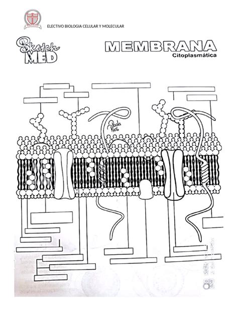 Dibujo Membrana Plasmatica Para Colorear Pdf