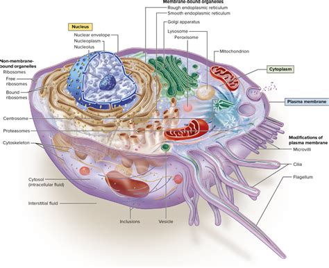 Cell Membrane Definition Quizlet