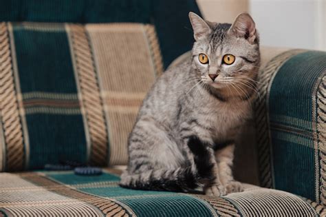 Premium Photo Black And White Tabby Cat With Orange Eyes The Cat Is