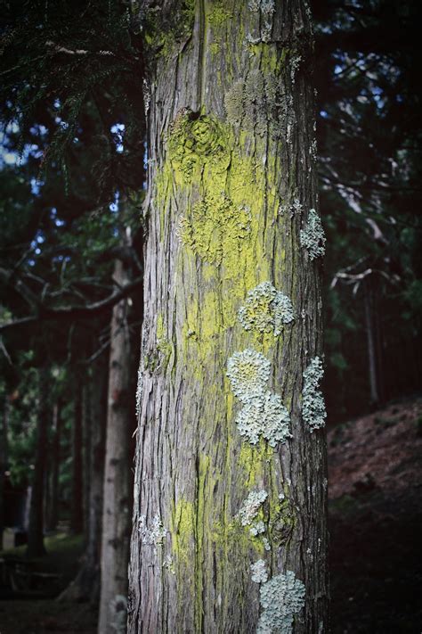 Foto Foto De Primer Plano Del Tronco Del árbol Imagen Portugal Gratis