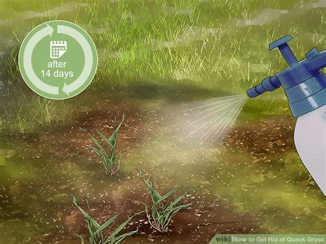 3 Ways To Get Rid Of Quack Grass Wikihow