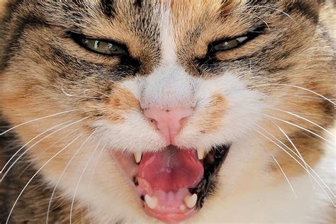 【は？】「170cmない男は人権ない」 人気女性プロゲーマー、暴言に批判続出で謝罪「ごめんなさい～」 数の子★ フリーダム ルーム