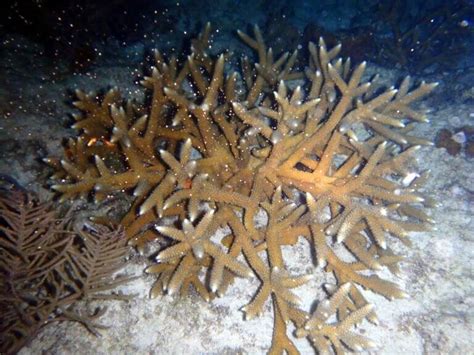 13 Amazing Coral Reefs Facts Ocean Info