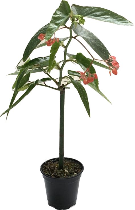 Begonia Silver Spot Begonia Maculata Canopi Plants