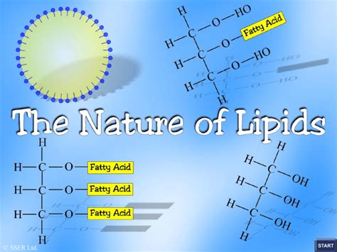 The Nature Of Lipids