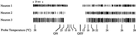 Action Potentials Of Three Neurons Before During And After Cooling Of