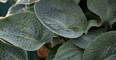 Hosta 'Love Pat' - gardenersworld.com