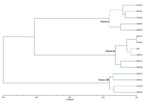Cluster Diagram Produced By Upgma Cluster Analysis After Rapd Of