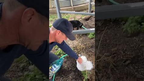 BEST Way To Get Rats Out Of Burrows YouTube