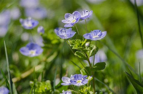 Best Plants For Calgary Gardens Avenue Calgary