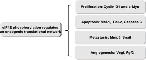 Figure 1 From Phosphorylation Of The Mrna Cap Binding Protein Eif4e And